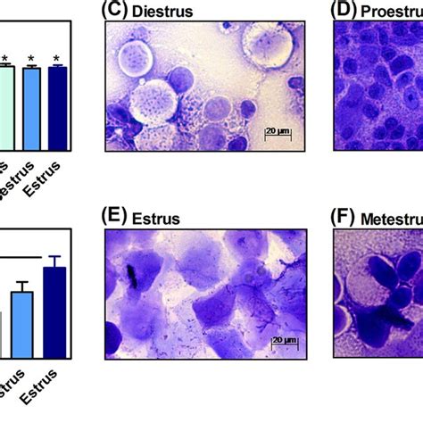 Impact Of Sexual Dimorphism On Body Mass A And Analysis Of The