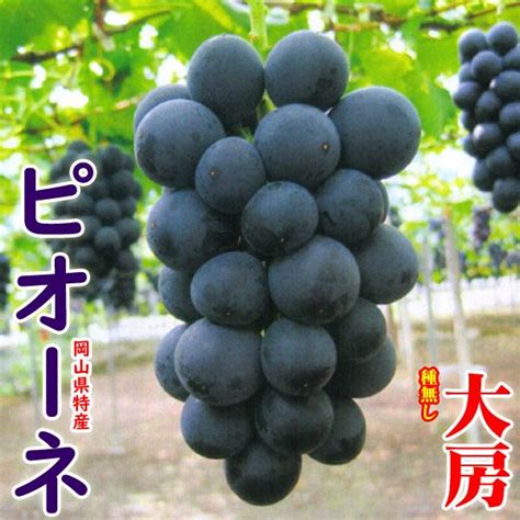 種なし 大粒 ぶどう 岡山 ニュー ピオーネ 1房約800g 大房 葡萄 ブドウ Ida00943 食品のネットスーパー・さんきん