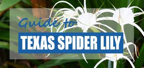 How To Plant And Grow Texas Spider Lily Hymenocallis Liriosme Pond