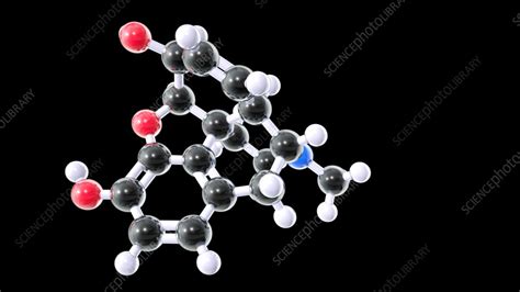 Morphine Molecular Model Stock Image C057 2985 Science Photo Library