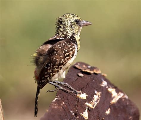 joseph mwangi on linkedin best bird shots naturephotography nuts about birds birds adored…