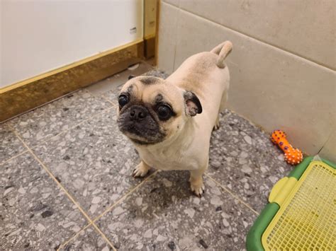 말티즈무료분양 고양이품종 털안빠지는강아지 애견 강아지키우기 샴고양이 아메리칸숏헤어 말티푸무료분양 포코 강아지배변훈련 도그마루 홈스쿨 강아지훈련소 강아지입질 강아지분리