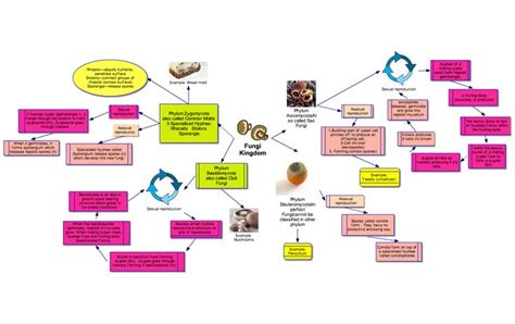 14 Best Science Graphic Organizers Images On Pinterest Graphic