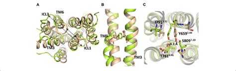 Molecular Superposition Between The Inactive Crystallographic Brown