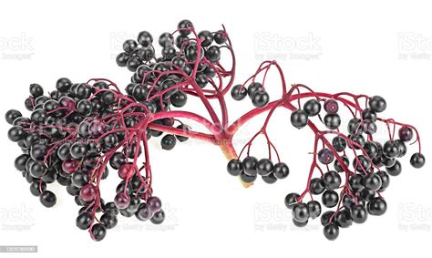 흰색 배경에 고립 된 검은 엘더 베리의 열매 숲 검은 삼부커스의 지점 유기농 엘더베리 독감 시즌에 대한 면역 증폭 0명에 대한 스톡 사진 및 기타 이미지 Istock