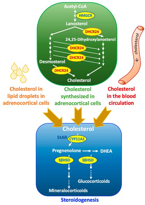 Cholesterol Synthesis
