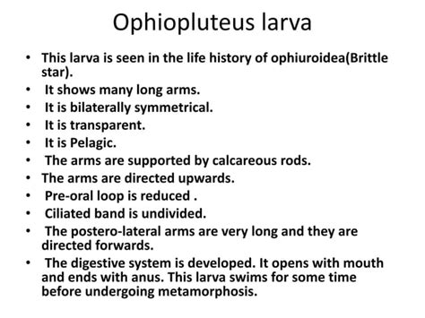 Larval Forms In Echinodermata Pptx