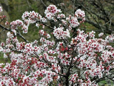 チシマザクラ 花しらべ 花図鑑