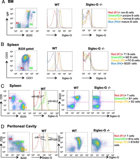Siglec G Expression On Bone Marrow Bm Spleen And Peritoneal Cavity Download Scientific