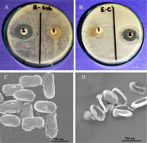 Antibacterial Activity Of Cuosno 2 G C 3 N 4 In The Presence Of Light