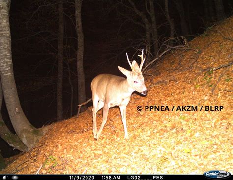 Foto Macja E Egër Kaprolli Derri I Egër Kamerat Kurth Fotografojnë