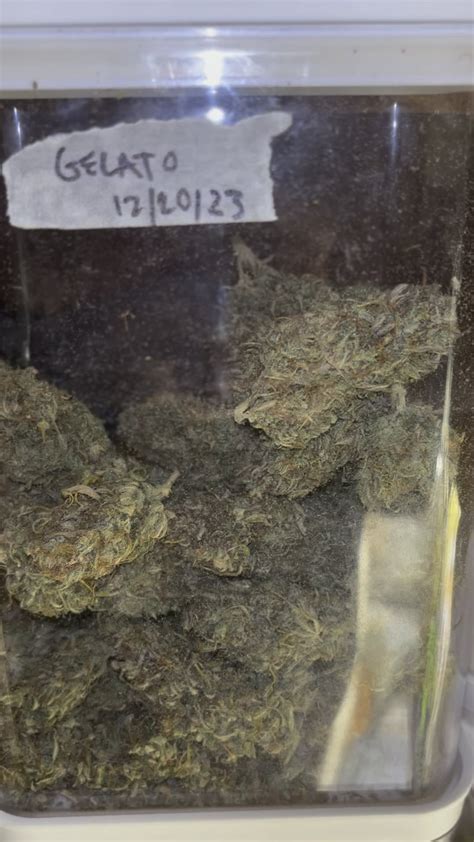 Ini Mini Miny Moe Mimosa It Is Rbostontrees