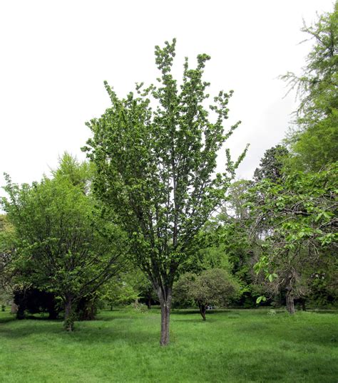 Prunus Sargentii Rancho In Bute Park