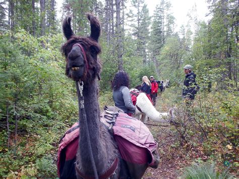 Llama Trekking Montana A Most Memorable Travel Micro Adventure