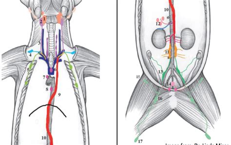 Lymphatic Drainage Diagram Quizlet
