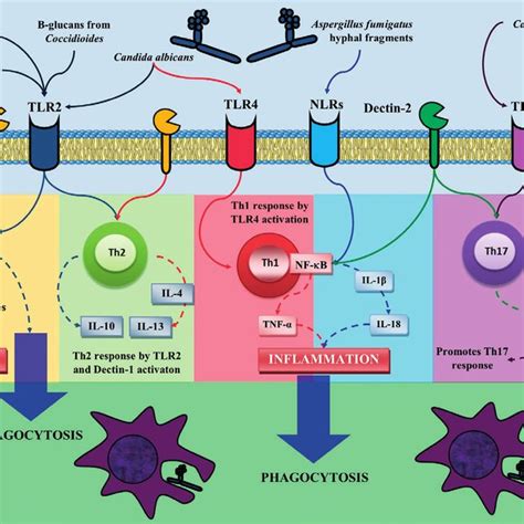 Immune Response Against Fungi Prrs Such As Tlr2 4 6 Nlrs