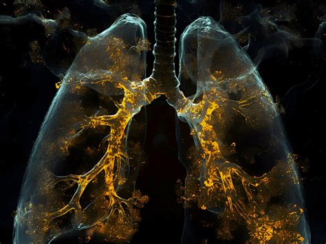 Gtx 011 Ameliorates Symptoms In Murine Models Of Lung Fibrosis Bioworld