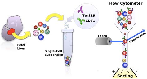 Cell Sorting Vs Flow Cytometry