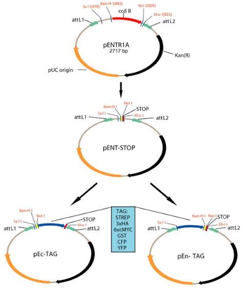 Solved Draw An Annotated Diagram Your Own Drawing Showing How Att Sites Course Hero