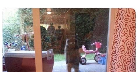 Daily Timewaster Trash Pandas Would Like To Rule The World