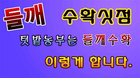 텃밭농부 1269 들깨수확 싯점과 텃밭농부식 방법소개 들깨수확 들깨재배 Youtube