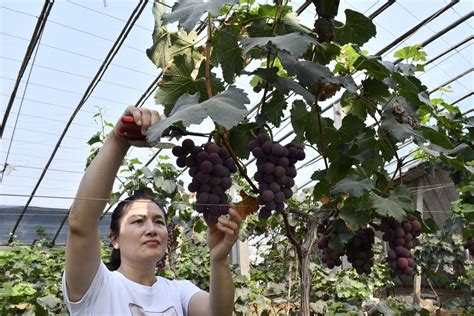 滨州市惠民县桑落墅镇：葡萄丰收香满园 串起村民致富路腾讯新闻