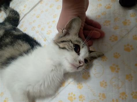 スペイクリニック北九州 On Twitter 全盲っぽい子を保健所から引き取りました。瞳孔開きっぱなしなんで当院ですらうまく撮れる