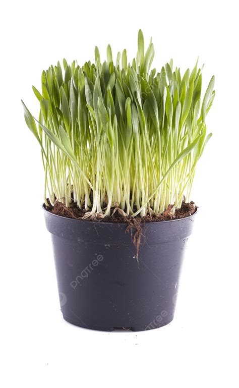 Catnip Lawn Garden Background Photo And Picture For Free Download Pngtree