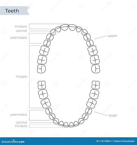 Secondary Teeth Dentition Anatomy Adult Human Upper And Lower Jaw Adult Tooth Arrival Chart