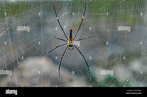 Giant Golden Orb Web Spiderweaver Scientific Name Nephila Maculata Or Nephila Pilipes Resting