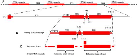 Rdna Locus A Tandem Array Of Eukaryotic Nuclear Rdna Showing Four Download Scientific