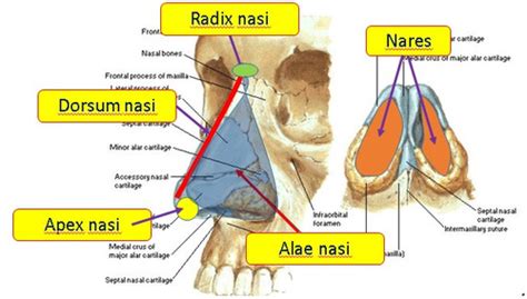 Respiratory System Flashcards Quizlet