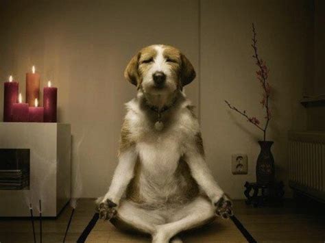 Amd Quietly Sneaks Out Budget Zen Quad Core Processor