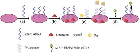 Detection Principle Of The Aptamer Based Sensors The Modification Download Scientific Diagram