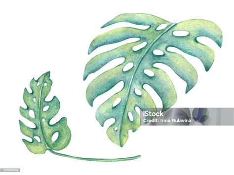 몬스테라 잎에서 수채화 그림을 설정합니다 정글에서 여름 열대 식물의 녹색 잎 큰 조각 잎을 가진 몬스테라 관엽 식물 카드 및 초대장 디자인을 위한 열대 템플릿 0명에 대한