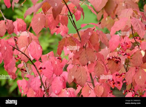 Euonymus Planipes Sancho Hi Res Stock Photography And Images Alamy