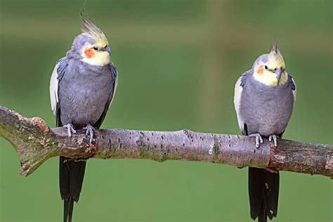Cockatiel In The Wild Habitat And Life Cycle World Parrot Refuge