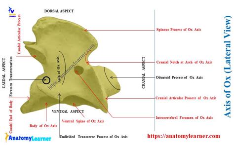 Axis Of Ox Cows Second Cervical Vertebra With Diagram