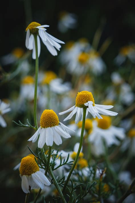 무료 이미지 화이트 식물학 자연 환 경 꽃잎 초목 잔디 카밀레 무명의 꽃 피는 식물 연간 공장 들 닫다 데이지 가족 화분 Oxeye 데이지