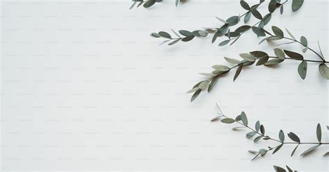 녹색 잎이 잔뜩 있는 흰색 배경 사진 Unsplash의 링크드인 커버 이미지