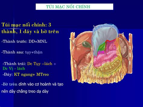 GIẢI PHẪU DẠ DÀY PDF