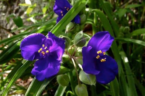 18 Types Of Wildflowers In Kentucky Pictures Wildlife Informer