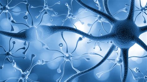 Timp2 Protein Identified As Key Player In Brain Plasticity And Memory
