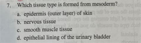 Solved Which Tissue Type Is Formed From Mesoderma