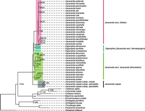 Bayesian Majority Rule Consensus Tree Derived From The Analysis Of The Download Scientific
