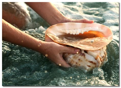 How To Clean A Conch Shell ShrimpNFishFlorida Is Florida S Official Anglers Social Networking