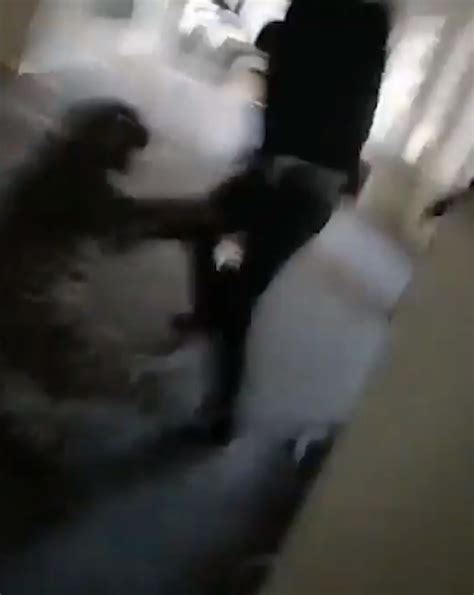 Moment Rampaging Leopard With Blood Around Its Mouth Snarls After