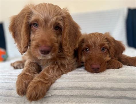 Rare F1 Apricot Red Fox Dna Prcd Pra Clear Cockapoo Puppies For Sale In Guildford Surrey