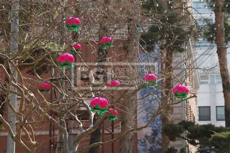 나무에 매달린 연꽃 모양의 연등 Yanggiri 사진 나무 매달린 연꽃 모양 연등 분홍 가지 등불 부처님