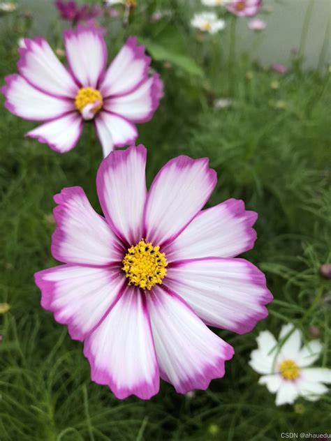 Insert On Duplicate Key Update